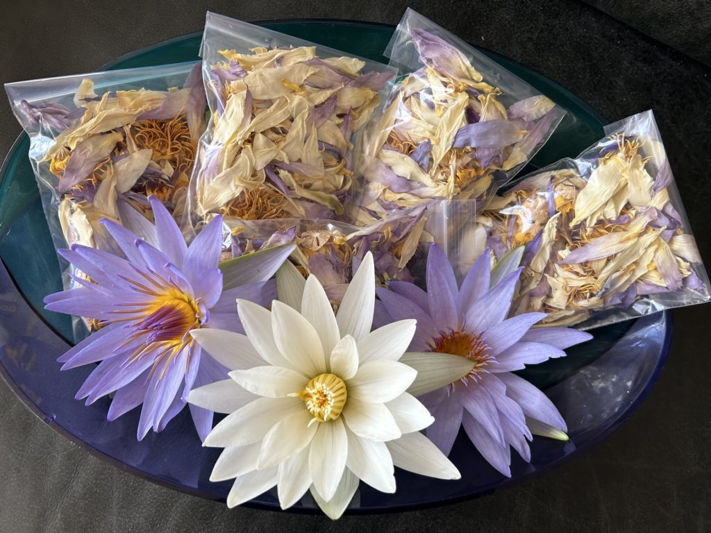 Waterlily Flower Tea - Leuca Creek Margaret River